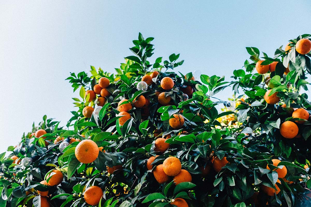 Fruits – The Cook Grocer