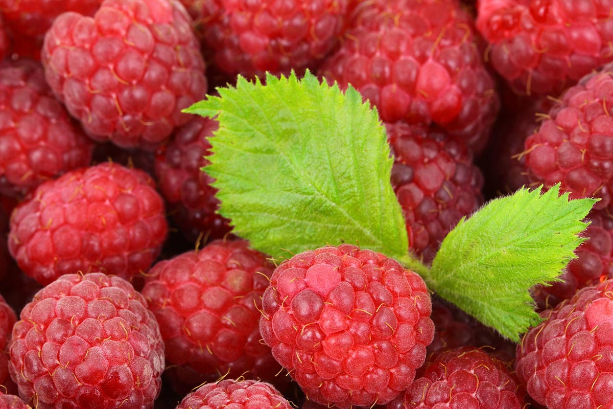 Fruits – The Cook Grocer